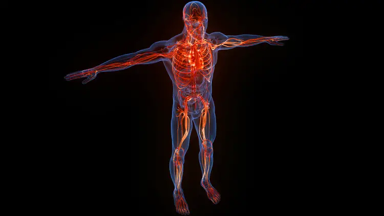 What Human Anatomy Can Teach Us About Cybersecurity - Security Boulevard